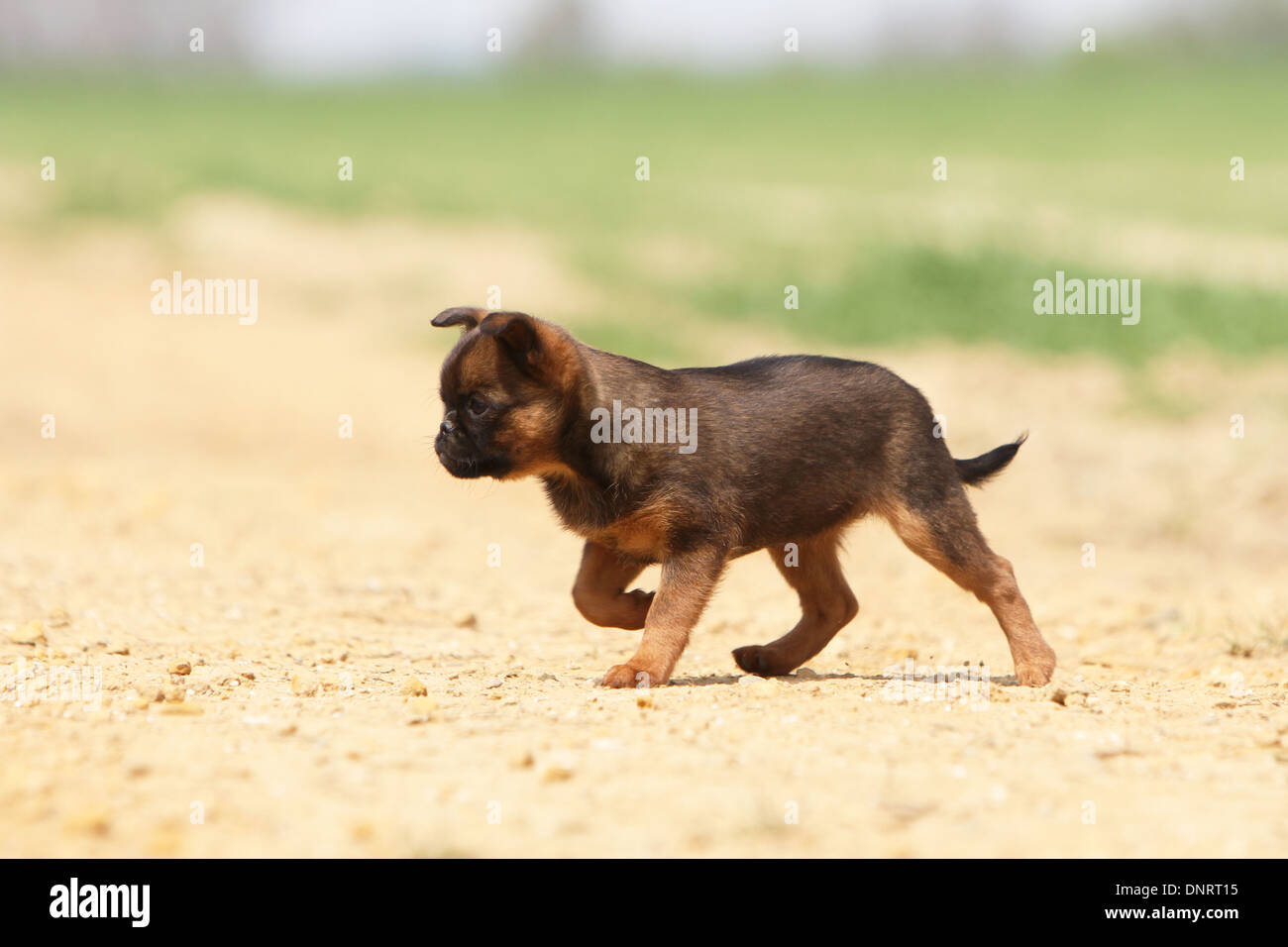 dog petit Brabancon / small Brabant Griffon/ Belgian puppy (red with a ...