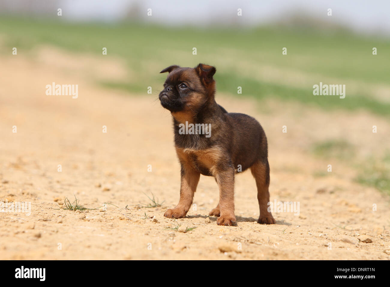 dog petit Brabancon / small Brabant Griffon / Belgian puppy (red ...