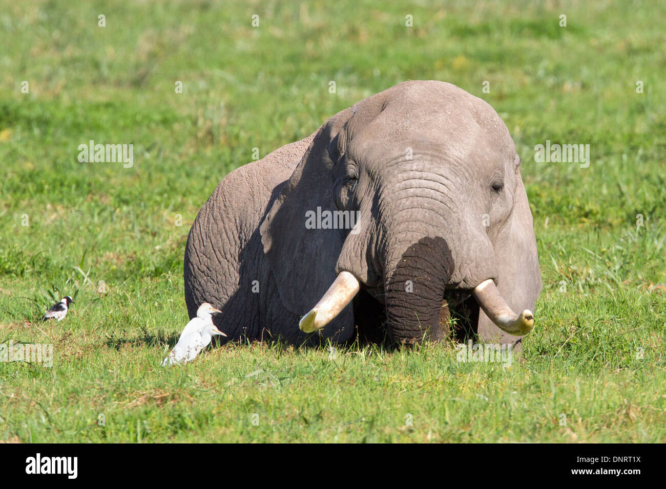 Elephant browsing deep in swamp in Amboseli National Park, Kenya ...