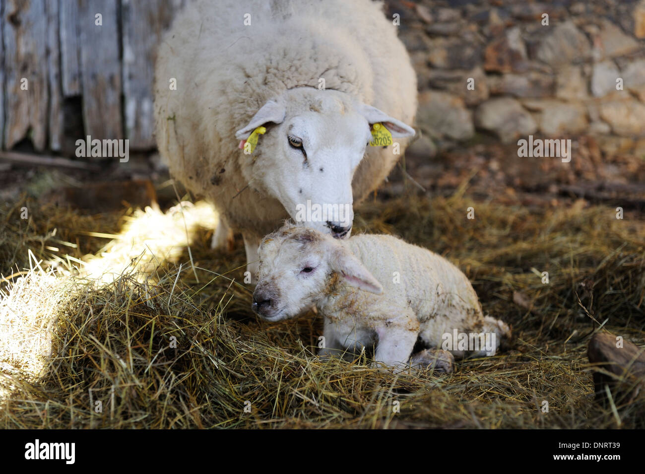 A ewe cleaning her newborn lamb in a barn Stock Photo - Alamy