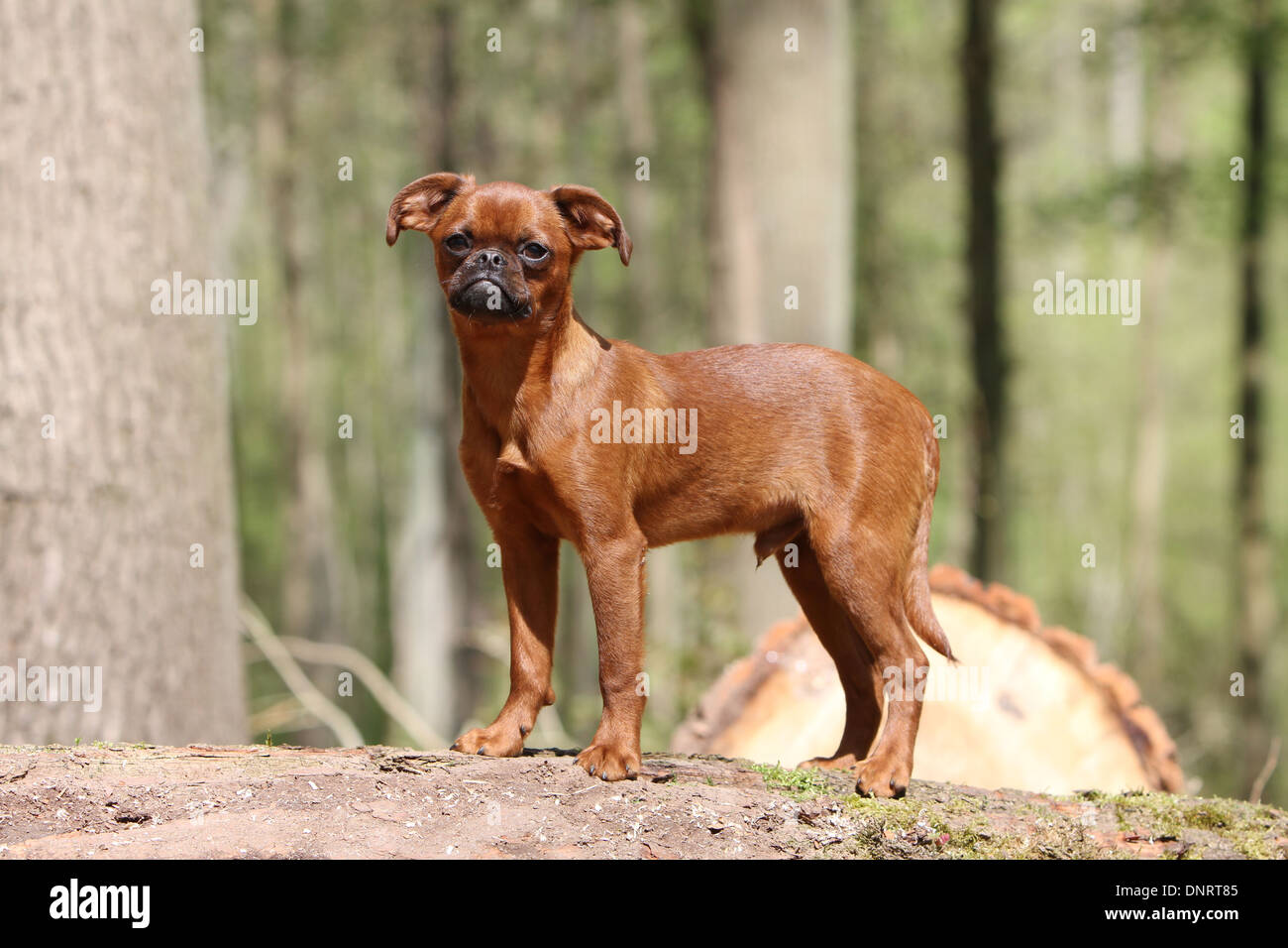 dog petit Brabancon / small Brabant Griffon/ Belgian adult (red ...