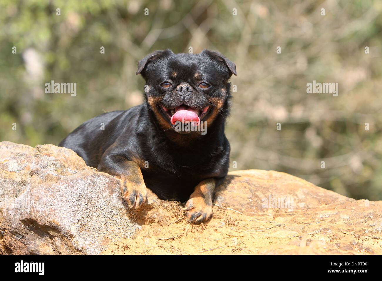 dog petit Brabancon / small Brabant Griffon/ Belgian adult (black and ...