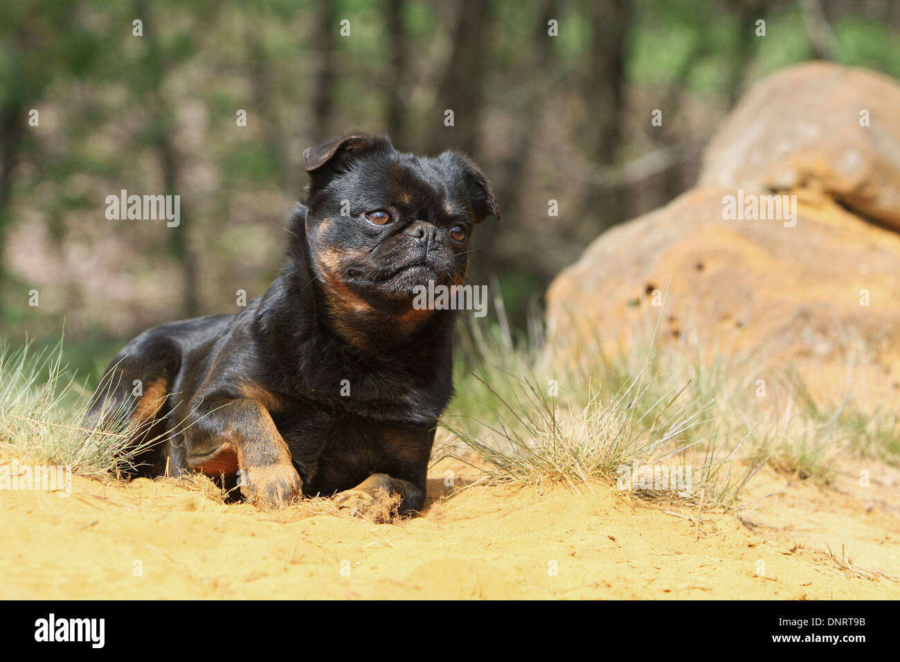 dog petit Brabancon / small Brabant Griffon/ Belgian adult (black and ...