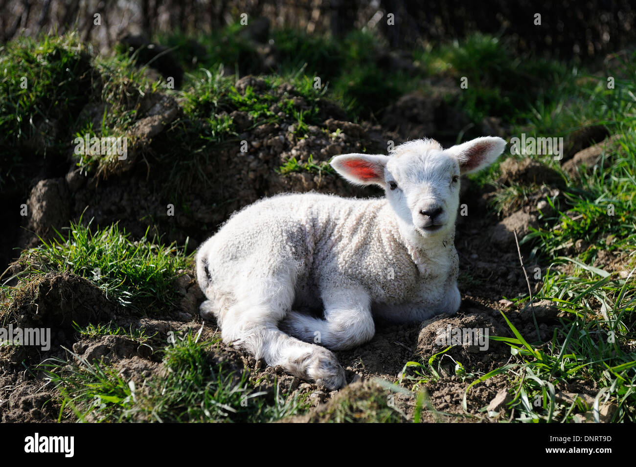 A newborn lamb lying down catching some sunshine Stock Photo - Alamy