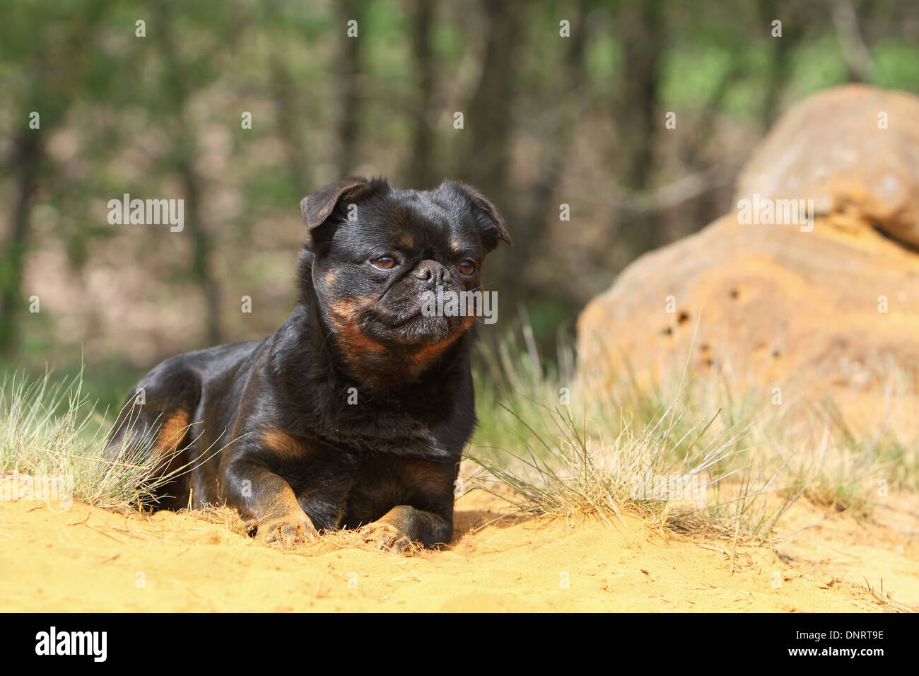 dog petit Brabancon / small Brabant Griffon/ Belgian adult (black and ...