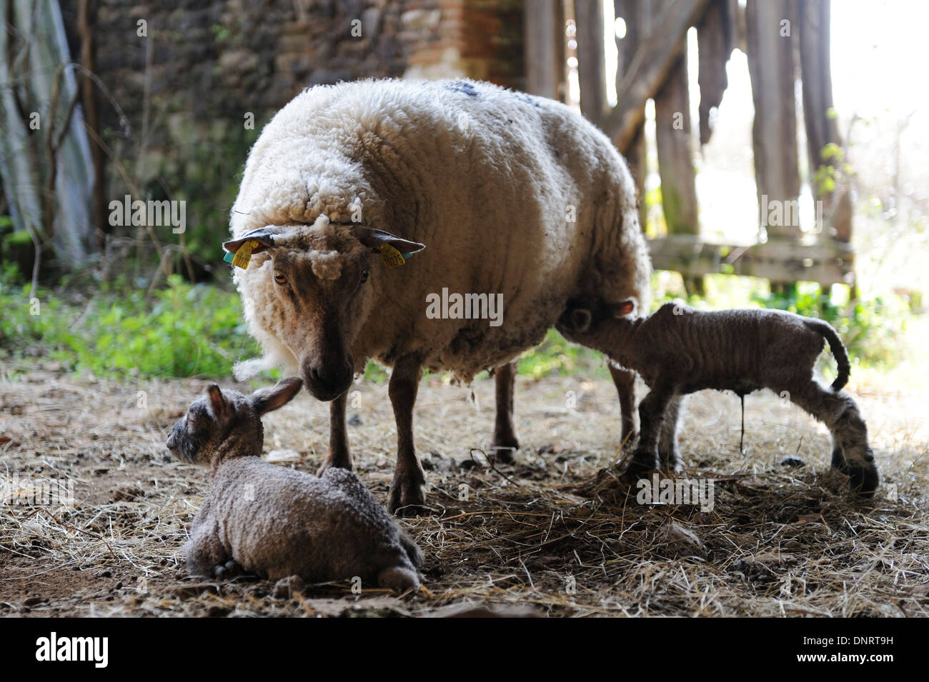 Newborn feeding hi-res stock photography and images - Alamy