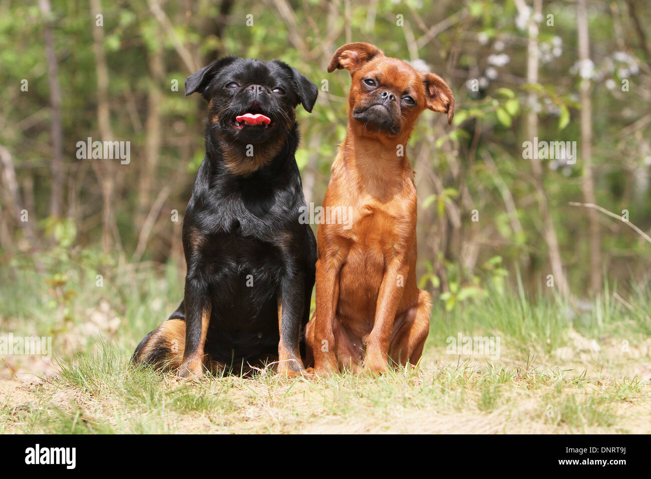 dog petit Brabancon / small Brabant Griffon/ Belgian two adults ...