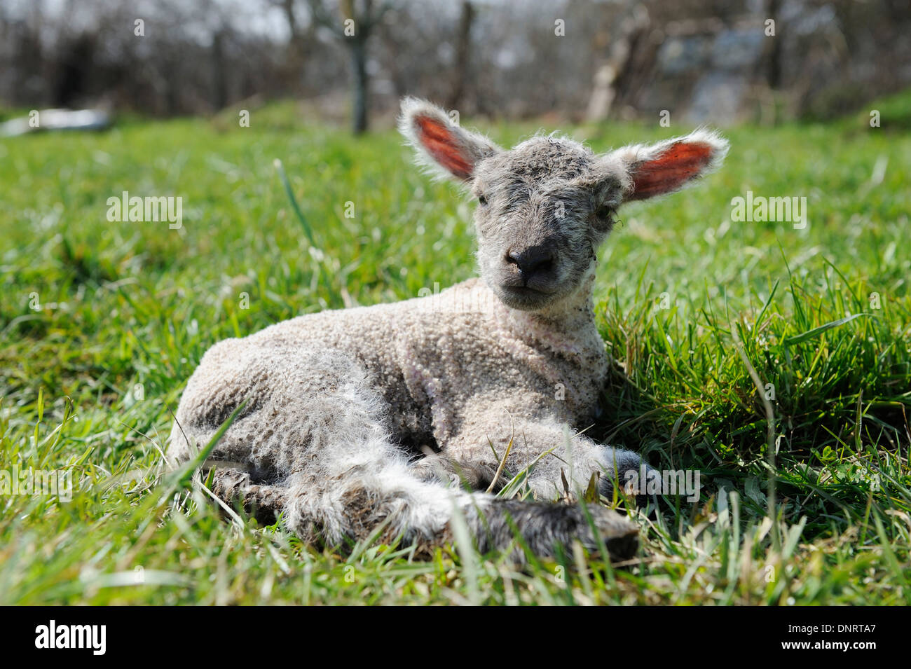 Lamb Lying Down High Resolution Stock Photography and Images - Alamy