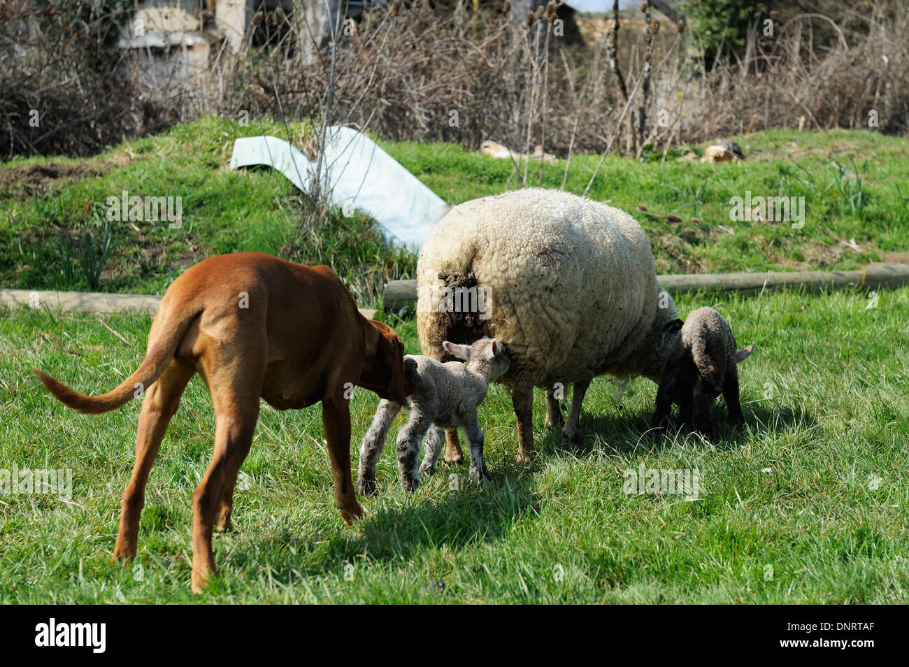 Dog sniff sheep hi-res stock photography and images - Alamy
