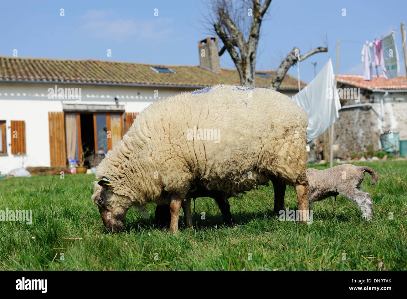 Lambs feeding from their mother Stock Photo - Alamy