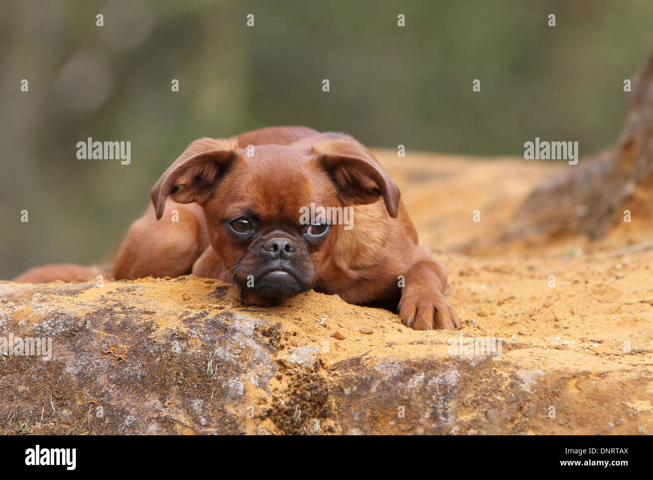 dog petit Brabancon / small Brabant Griffon/ Belgian adult (red) lying on a rock Stock Photo - Alamy