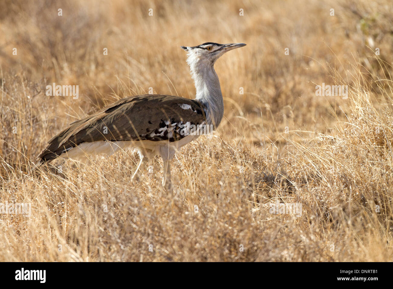 African bustards hi-res stock photography and images - Alamy