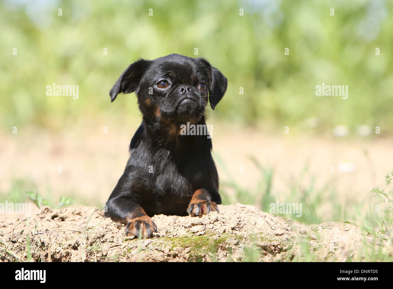 dog petit Brabancon / small Brabant Griffon/ Belgian adult (black and ...