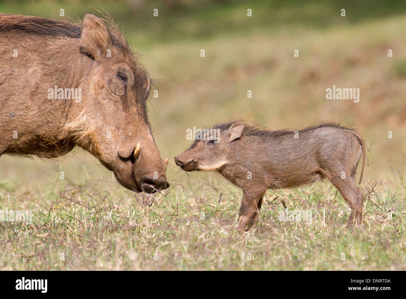Warthog and piglet in Aberdares National Park, Kenya Stock Photo - Alamy