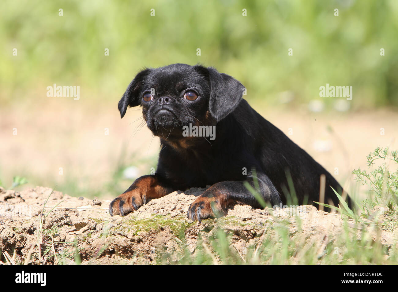dog petit Brabancon / small Brabant Griffon/ Belgian adult (black and ...