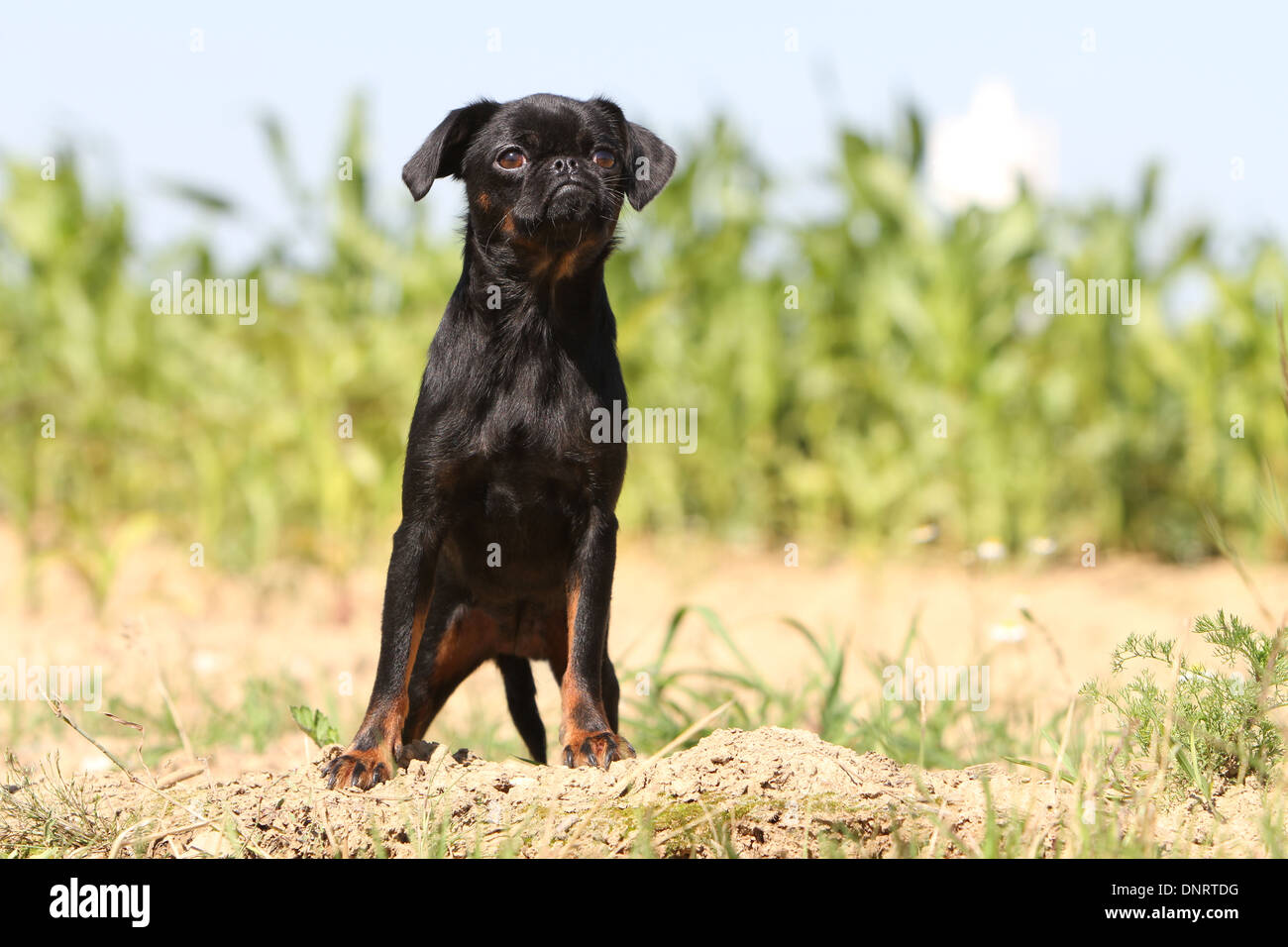 dog petit Brabancon / small Brabant Griffon/ Belgian adult (black and ...