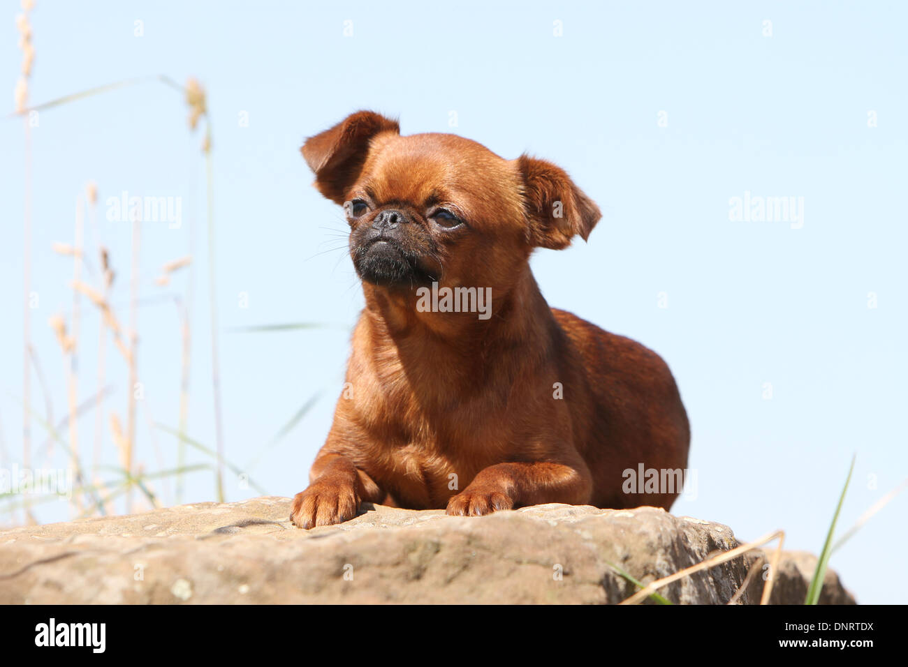 dog petit Brabancon / small Brabant Griffon/ Belgian adult (red) lying ...