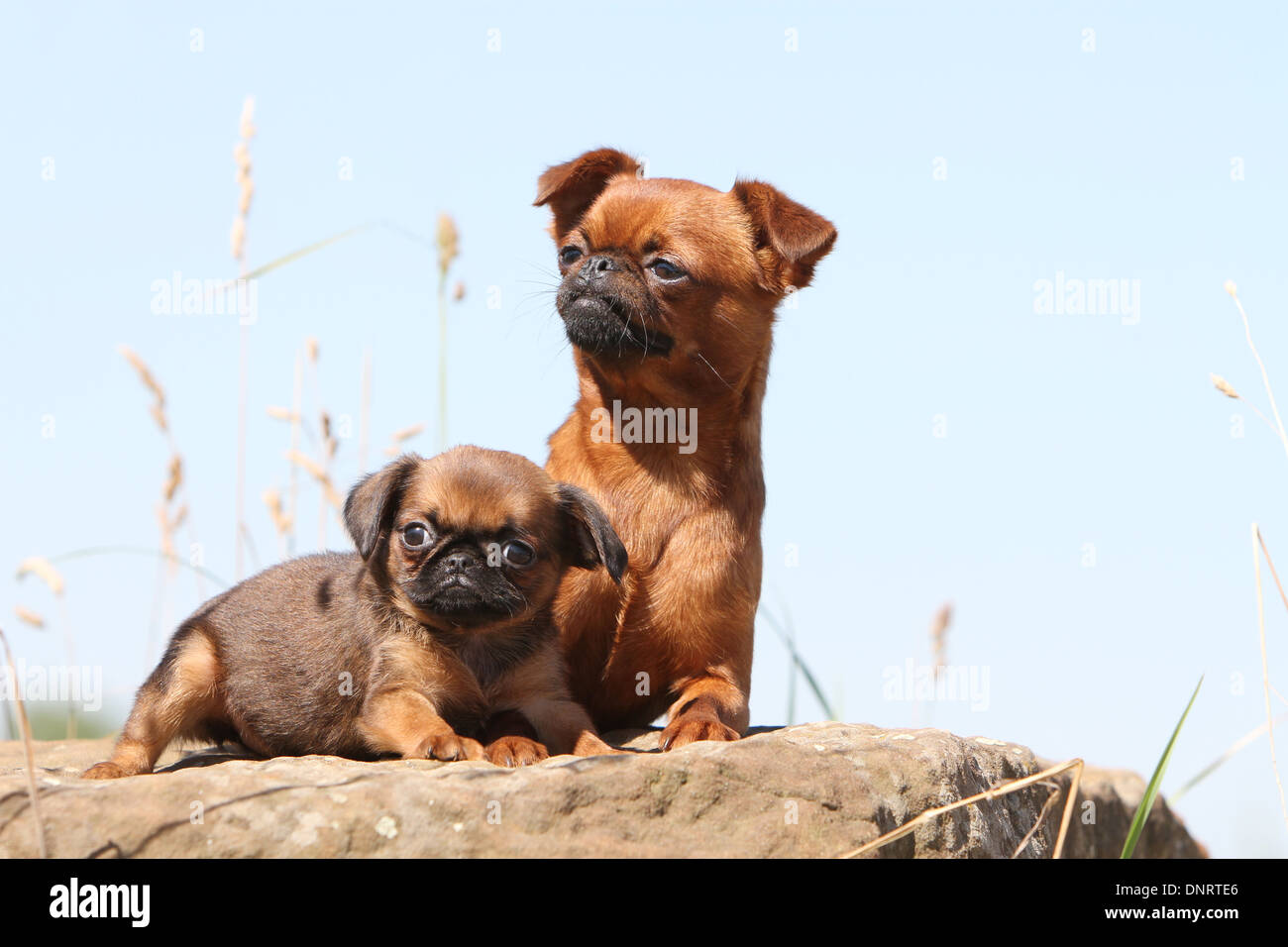 dog petit Brabancon / small Brabant Griffon/ Belgian adult and puppy ...