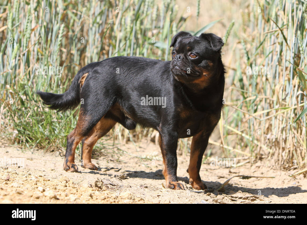 dog petit Brabancon / small Brabant Griffon/ Belgian adult (black and ...
