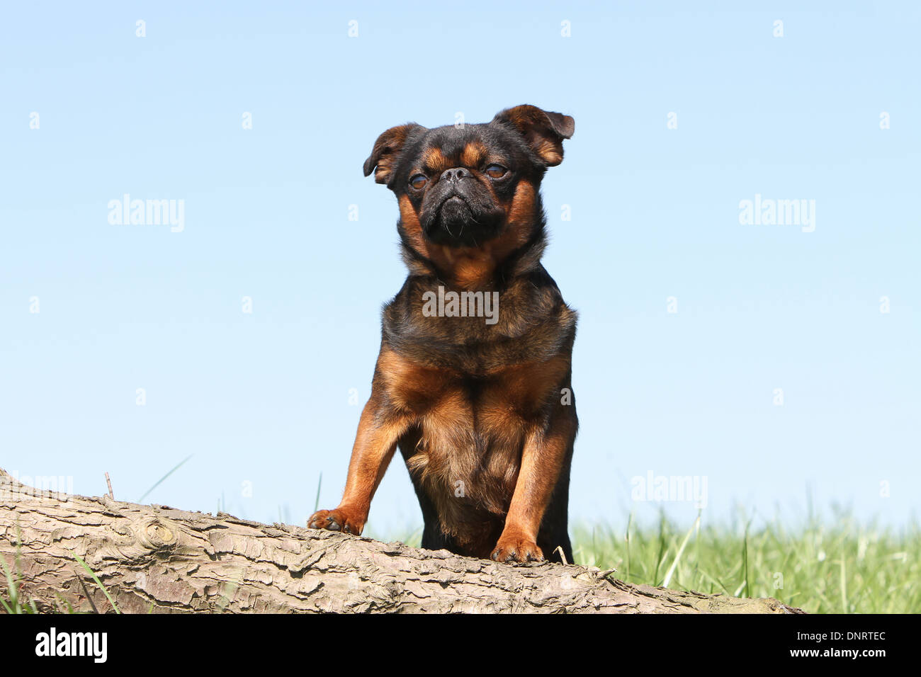 dog petit Brabancon / small Brabant Griffon/ Belgian adult (black and ...