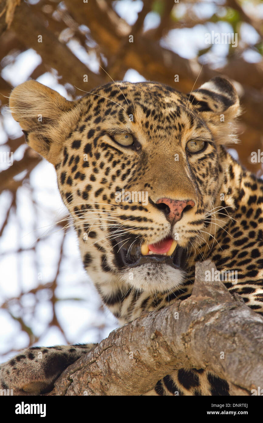 Male leopards hi-res stock photography and images - Alamy