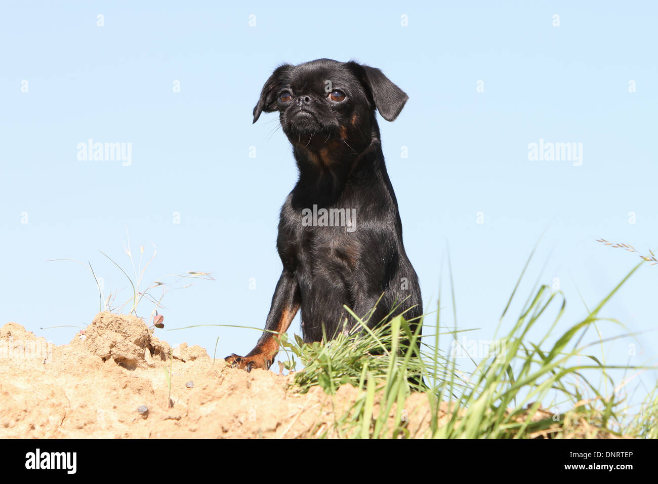 dog petit Brabancon / small Brabant Griffon/ Belgian adult (black and ...
