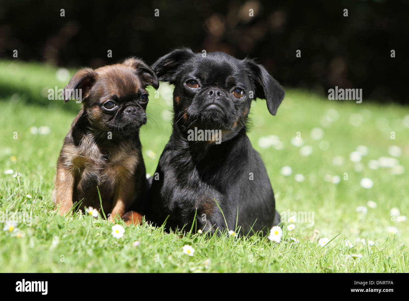 dog petit Brabancon / small Brabant Griffon/ Belgian adult and puppy in ...