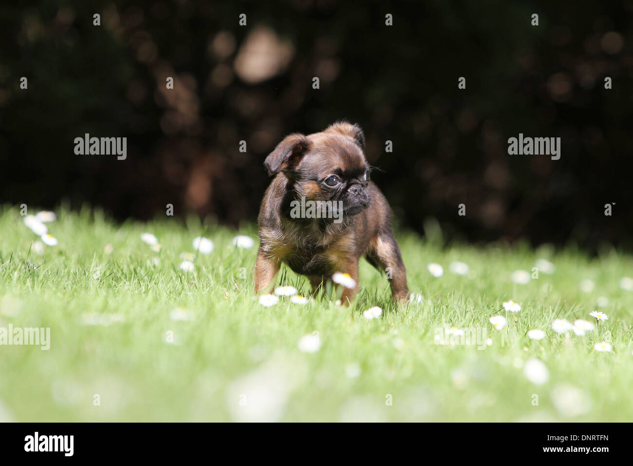 dog petit Brabancon / small Brabant Griffon/ Belgian puppy (red with a ...