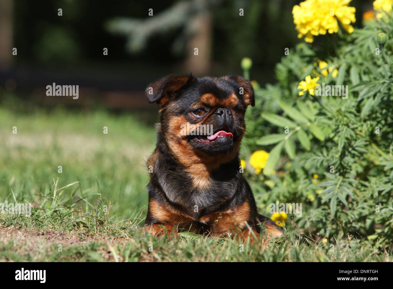 dog petit Brabancon / small Brabant Griffon/ Belgian adult (black and ...