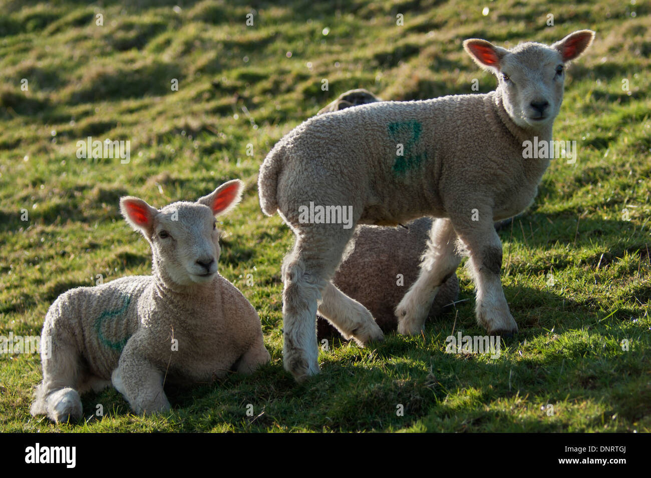 Number sheep hi-res stock photography and images - Alamy