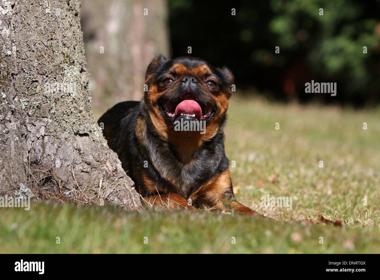 dog petit Brabancon / small Brabant Griffon/ Belgian adult (black and ...
