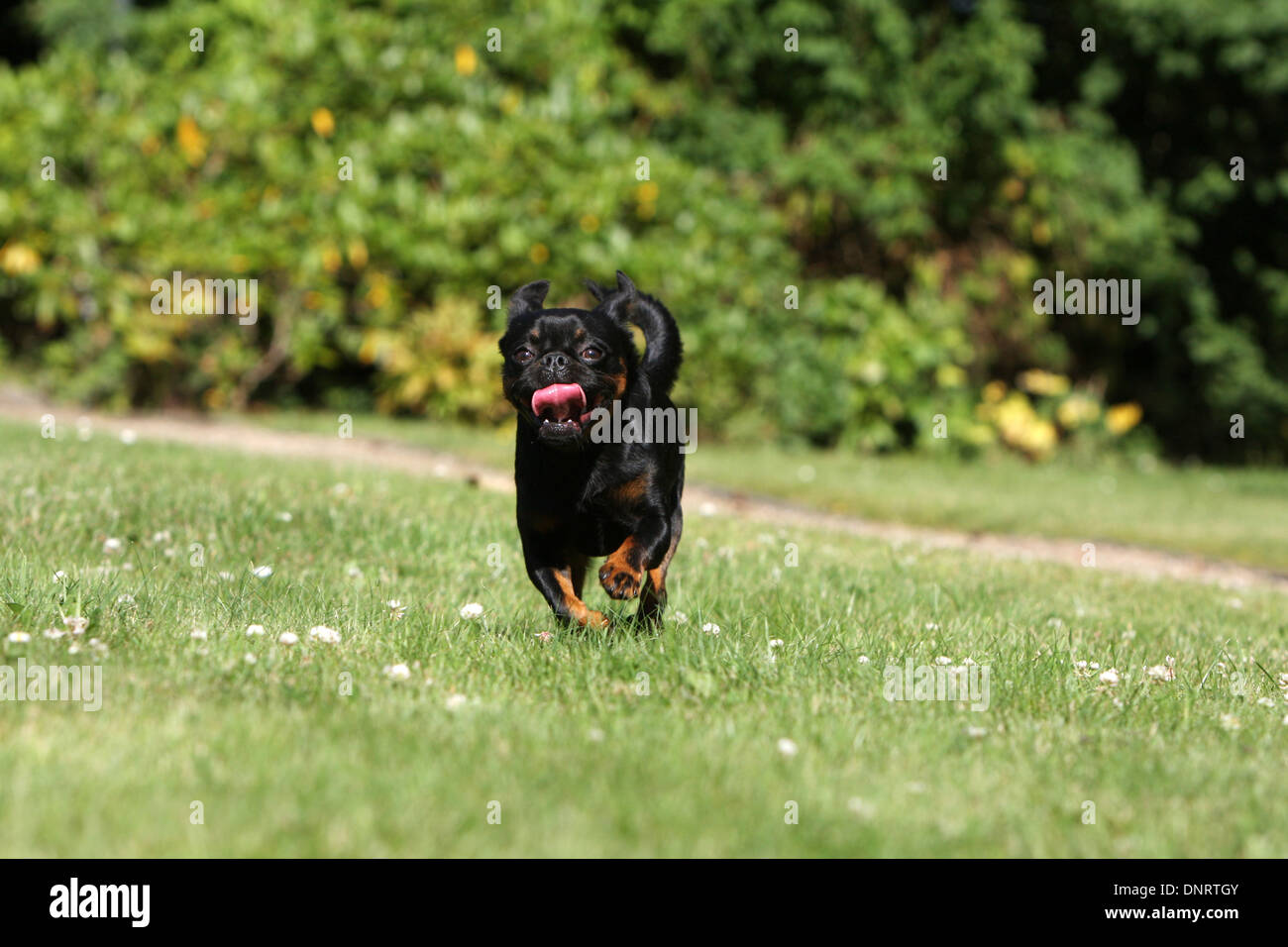 dog petit Brabancon / small Brabant Griffon/ Belgian adult (black and ...