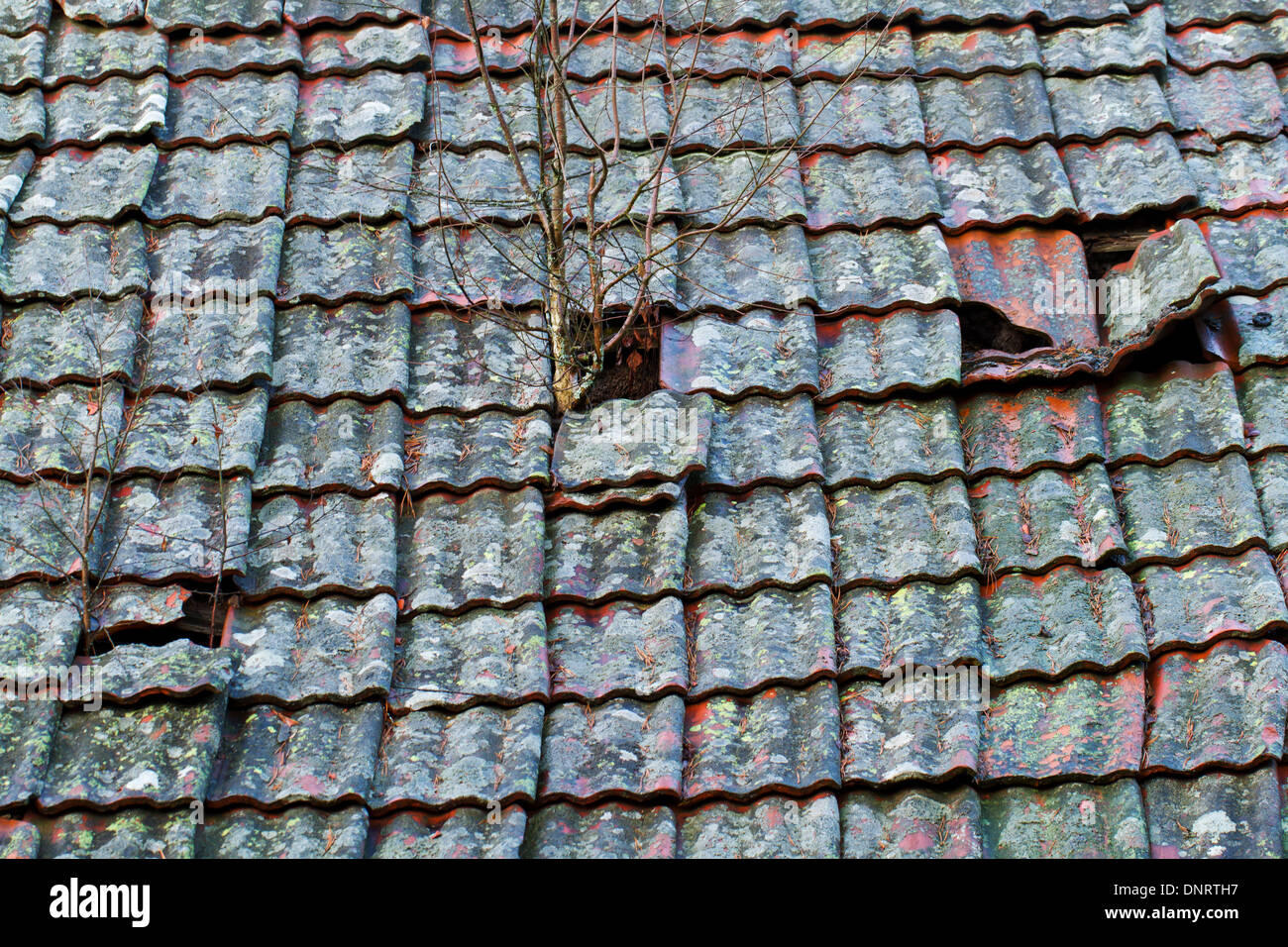 Tree growing through roof hi-res stock photography and images - Alamy