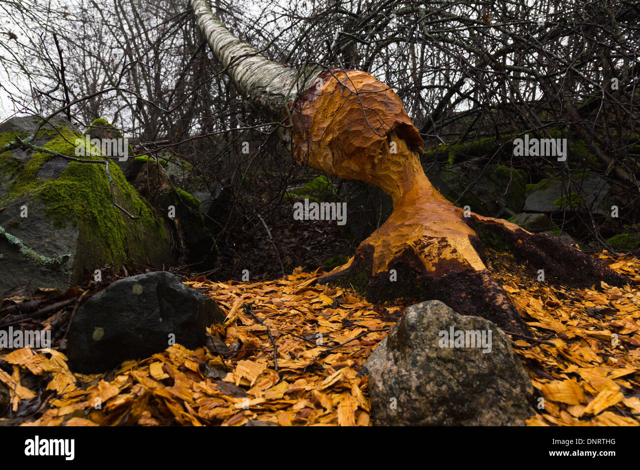 Beaver tree chew hi-res stock photography and images - Alamy