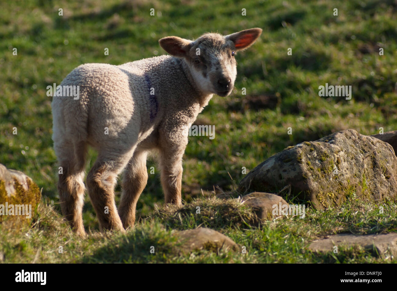 Child and lamb and easter hi-res stock photography and images - Alamy
