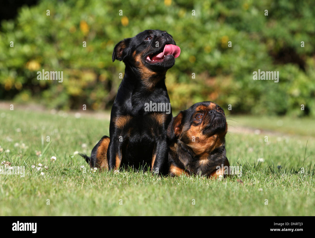 dog petit Brabancon / small Brabant Griffon/ Belgian two adults (black ...