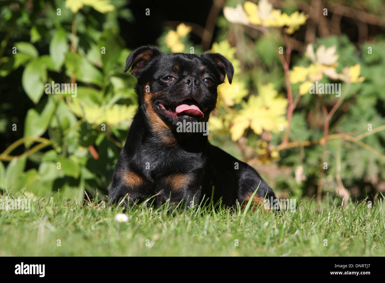 dog petit Brabancon / small Brabant Griffon/ Belgian adult (black and ...