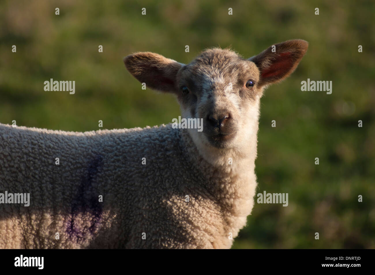 A white and brown lamb on a sunny day looking straight at the camera in ...