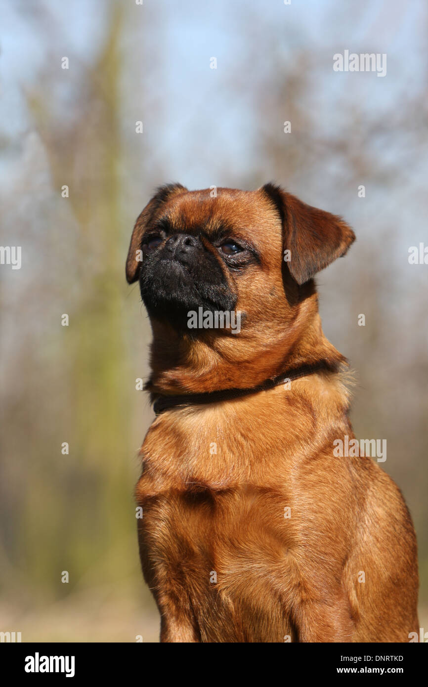 dog petit Brabancon / small Brabant Griffon/ Belgian adult portrait ...