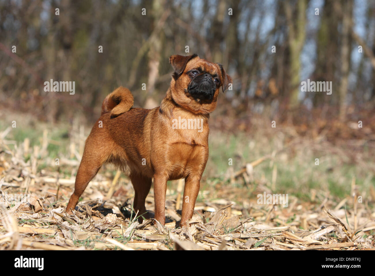 dog petit Brabancon / small Brabant Griffon/ Belgian adult (red ...