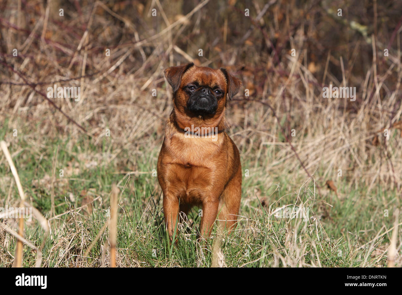 dog petit Brabancon / small Brabant Griffon/ Belgian adult (red ...