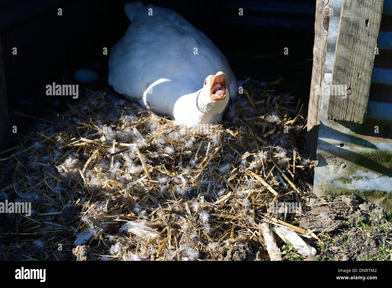Hissing goose hi-res stock photography and images - Alamy