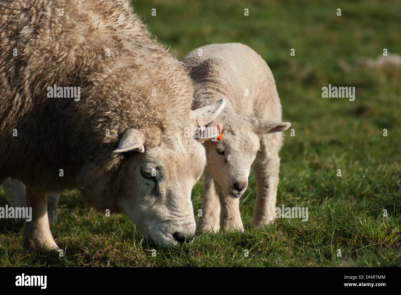White ewe and lamb hi-res stock photography and images - Alamy