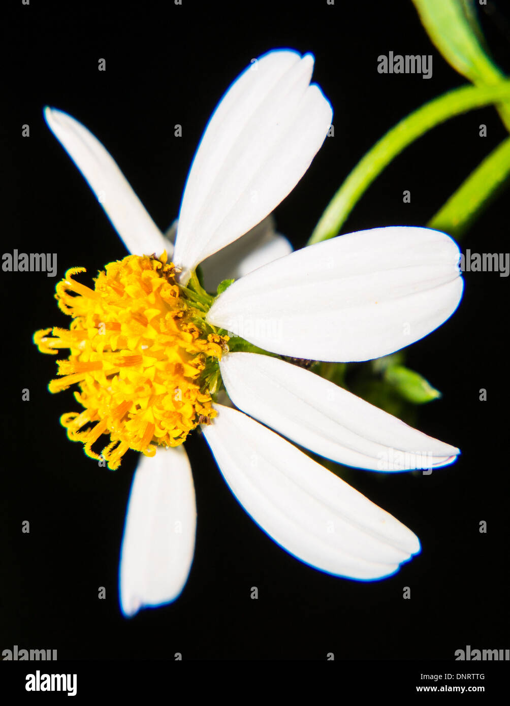 Macro Daisy Flower on Black Stock Photo - Alamy