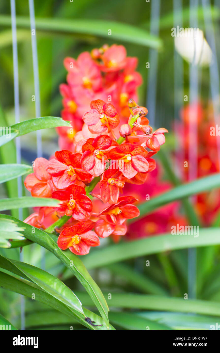 Red orchid hi-res stock photography and images - Alamy