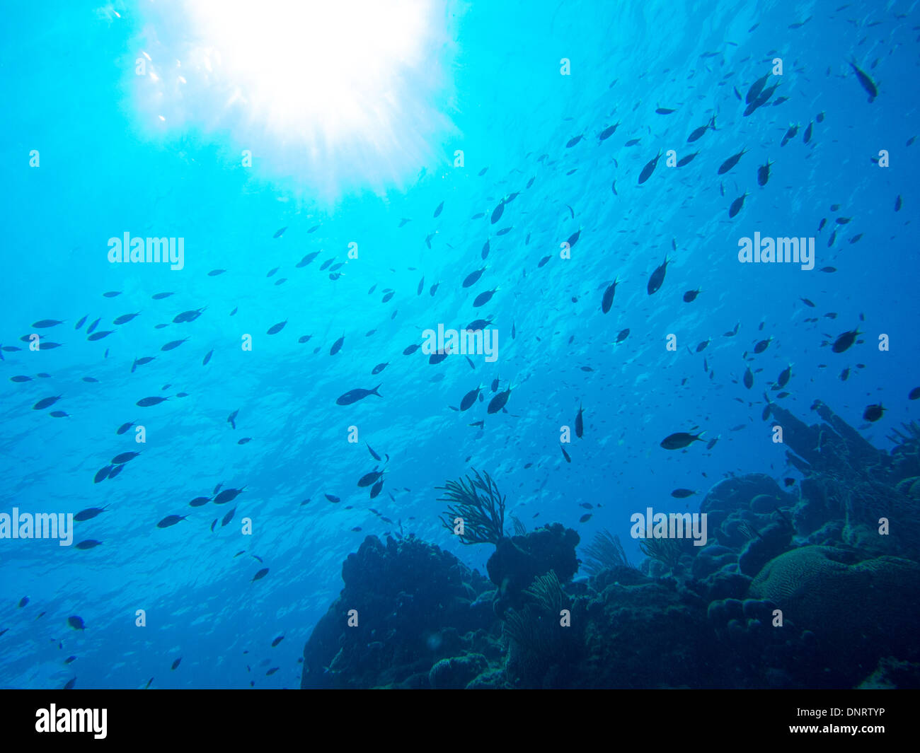 Underwater Landscape of life on a coral reef. Caribbean Sea Stock Photo ...
