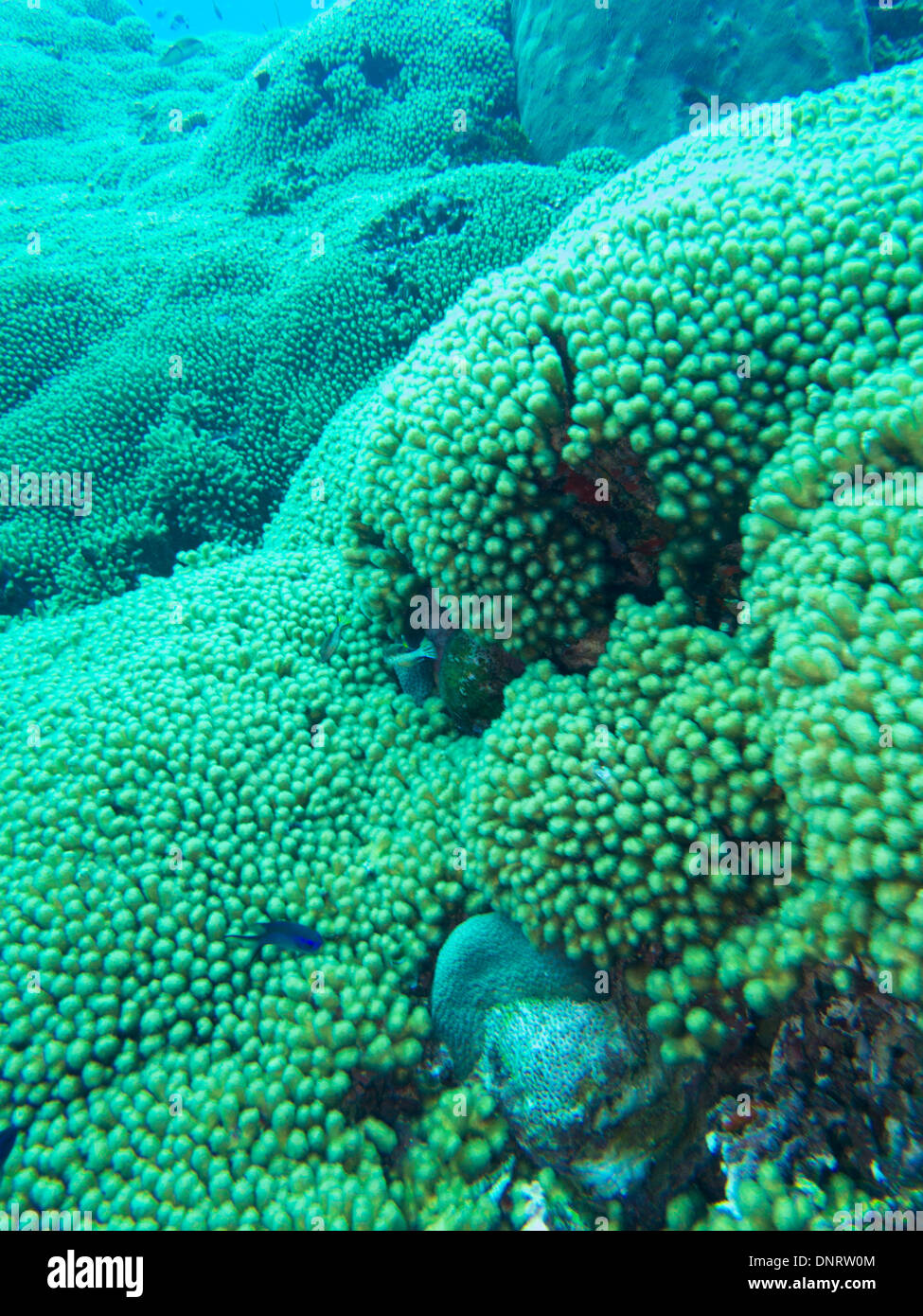 Underwater Landscape of life on a coral reef. Caribbean Sea Stock Photo ...