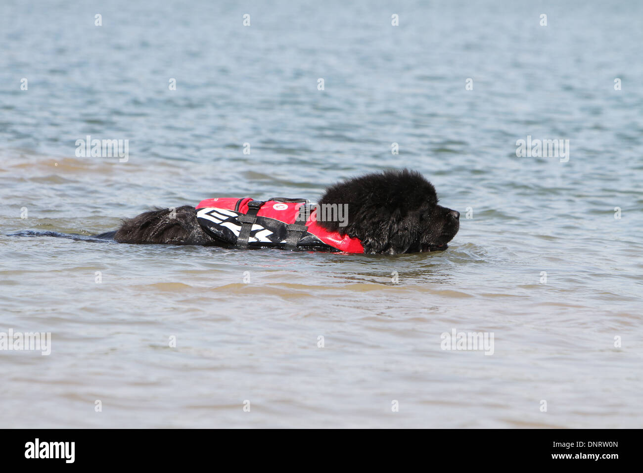 Rescue dog newfoundland swimming hi-res stock photography and images ...
