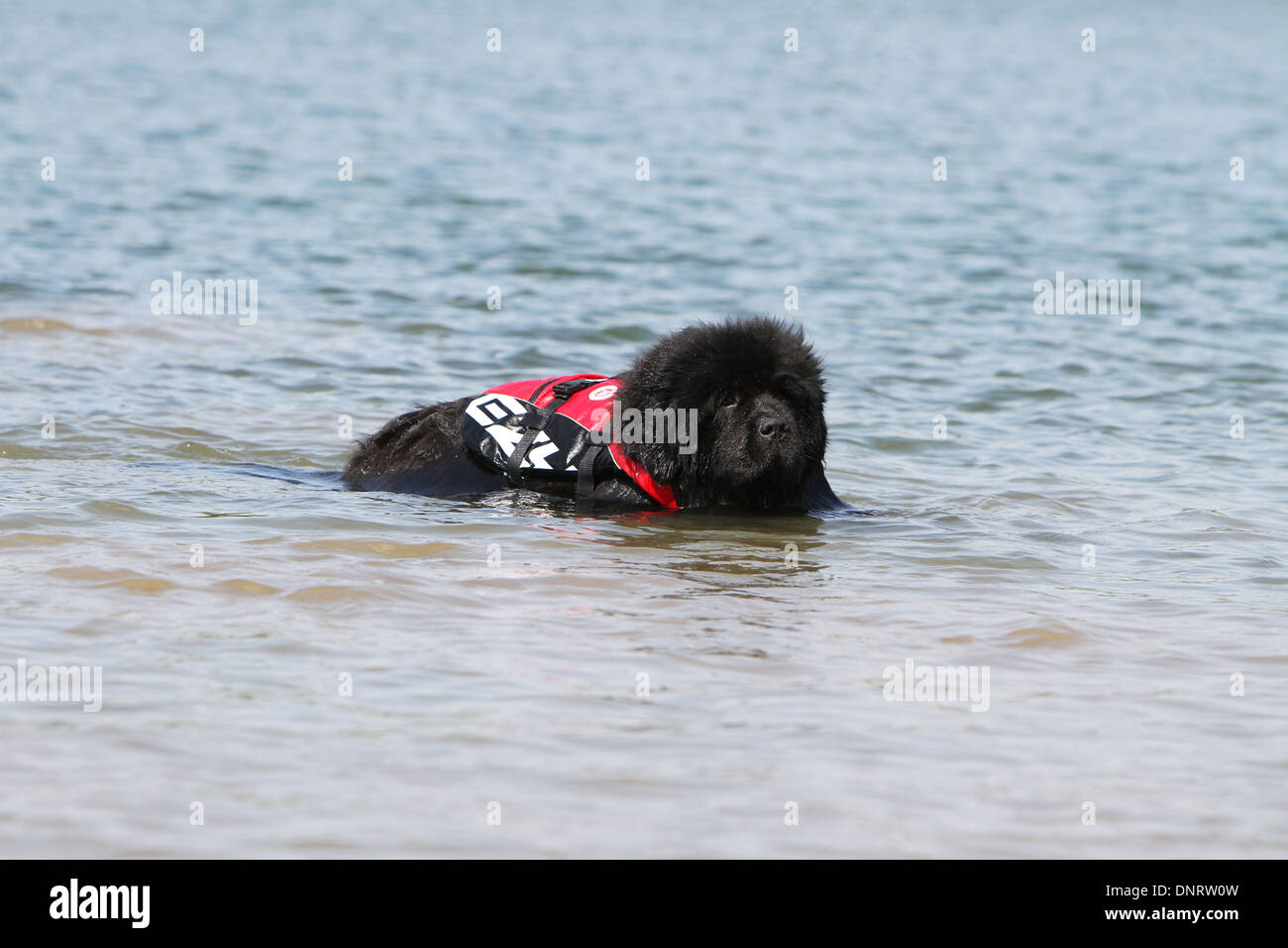 Rescue dog newfoundland swimming hi-res stock photography and images ...