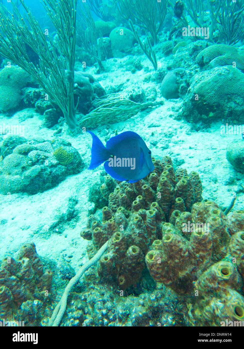Underwater Landscape of life on a coral reef. Caribbean Sea Stock Photo ...